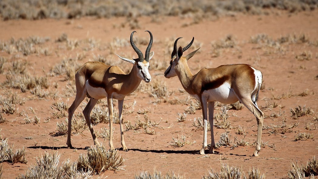 Survival Of The Fittest Animals