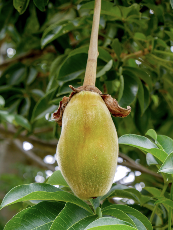 Baobab Fruit