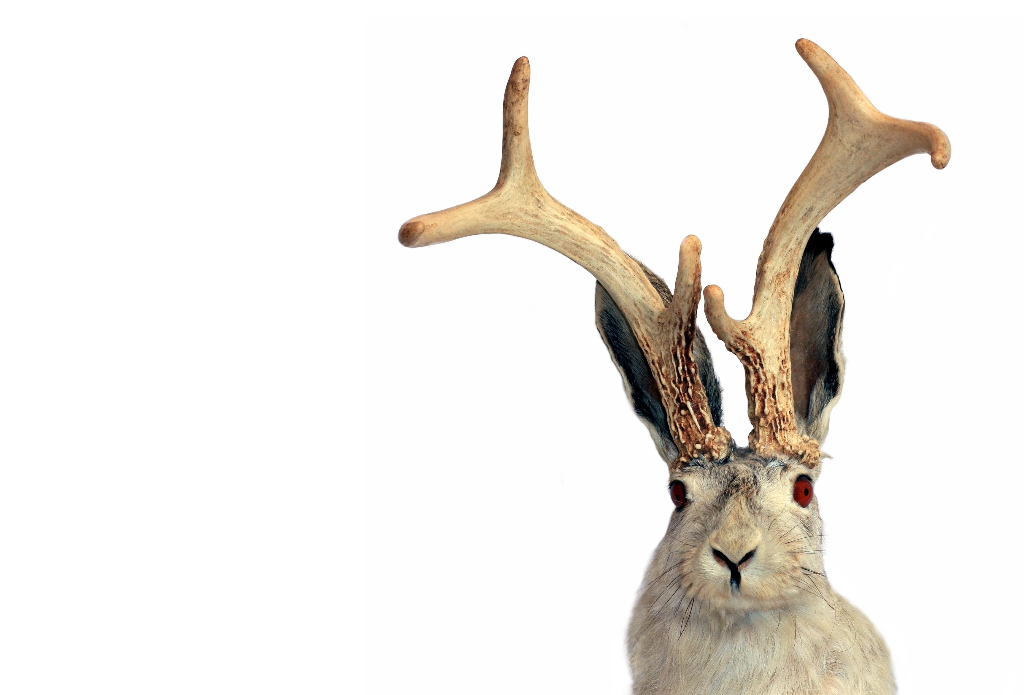 Jackalope Omtrek
