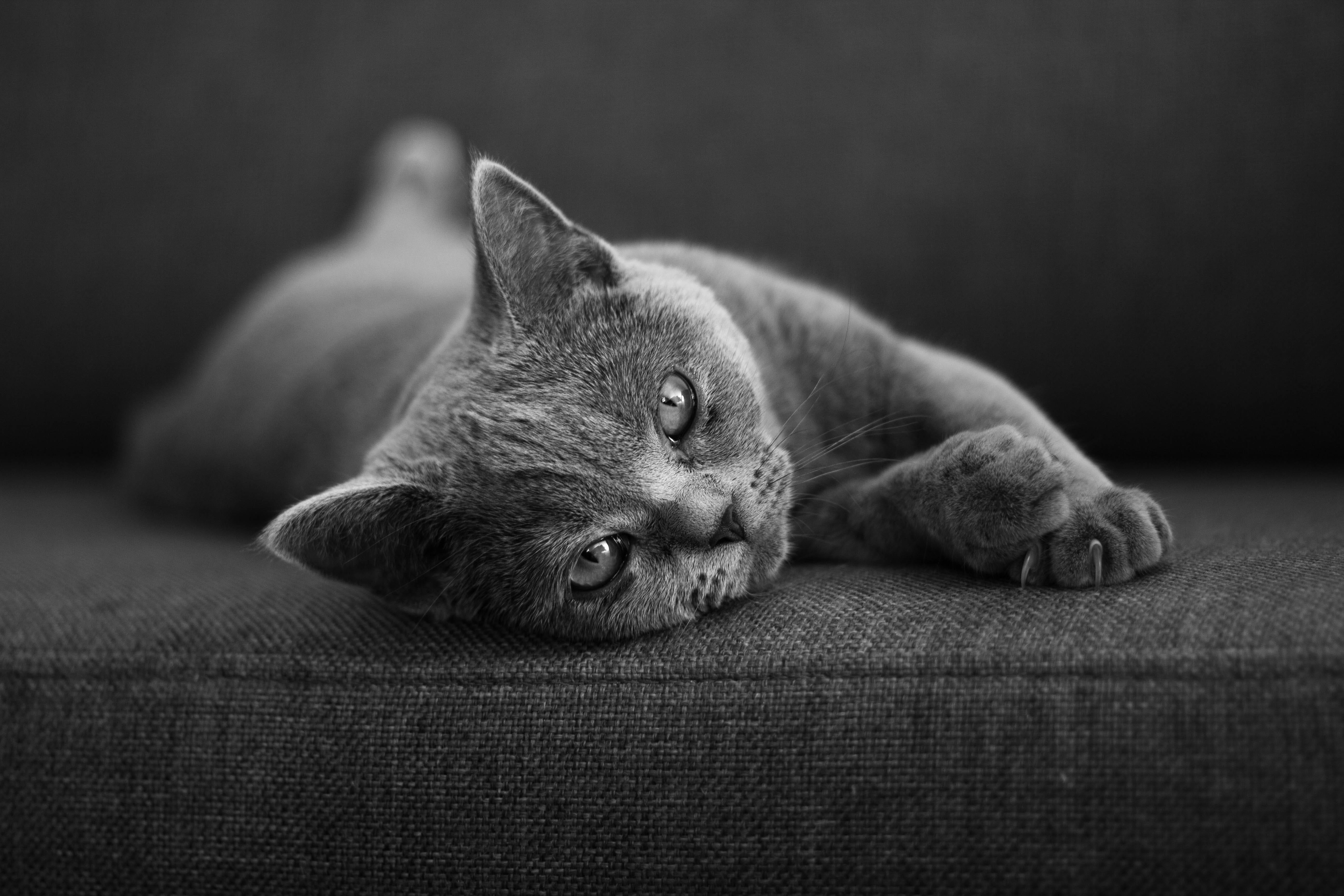 Expensive Grey Cats