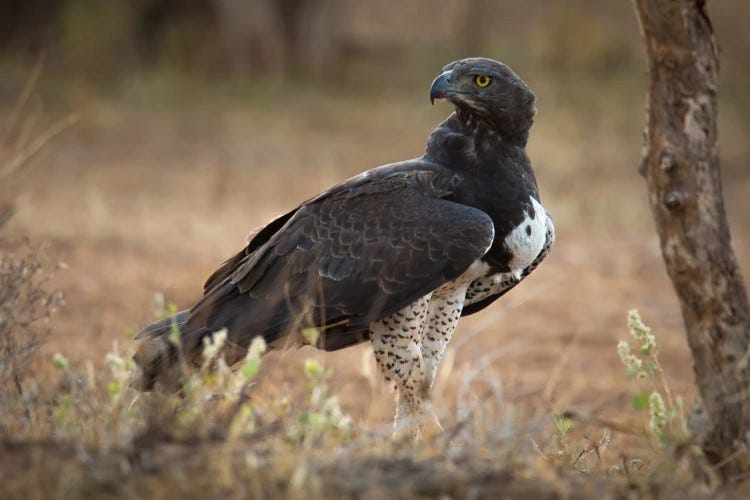 Martial Eagles