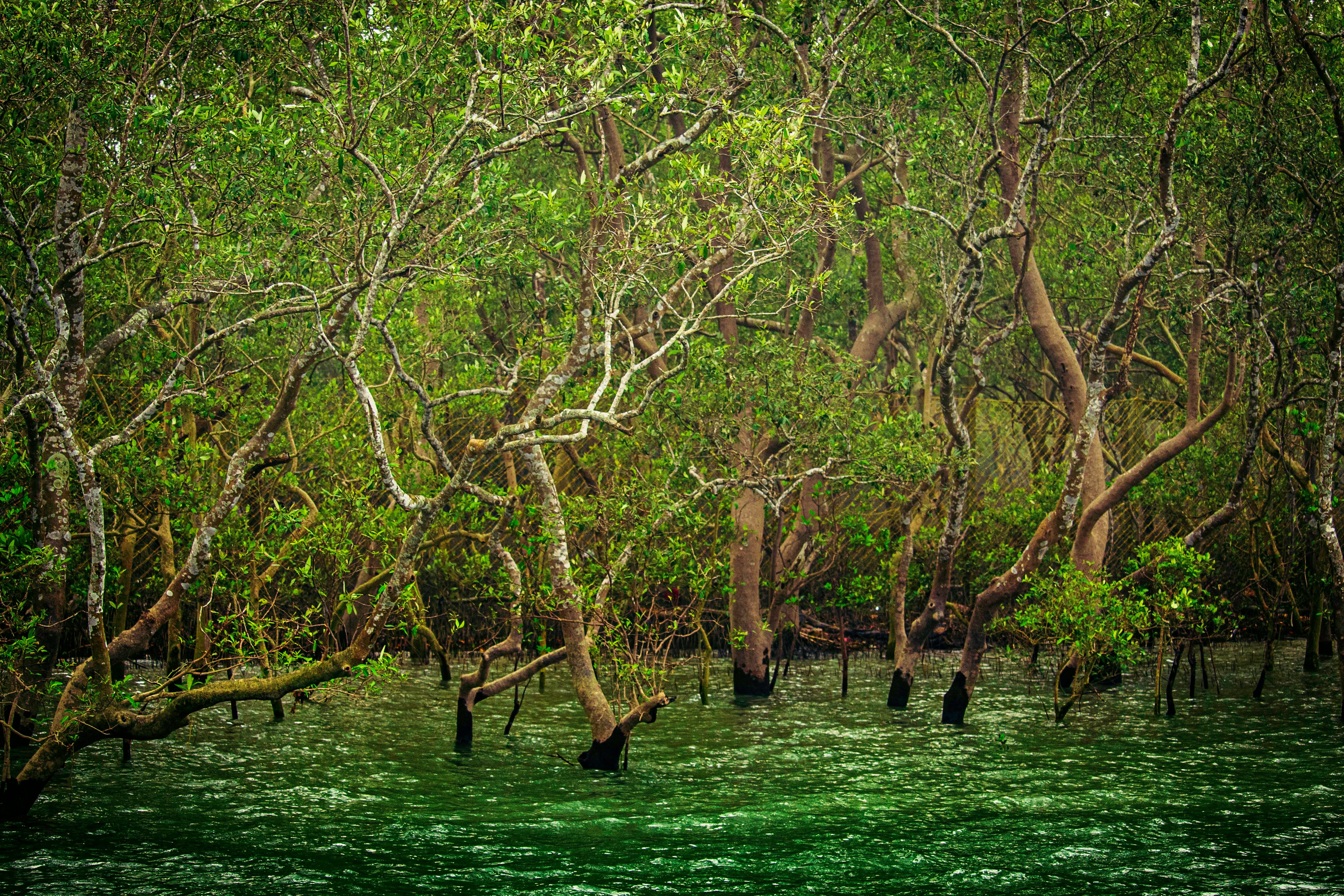 Mangrove Animals Adaptations