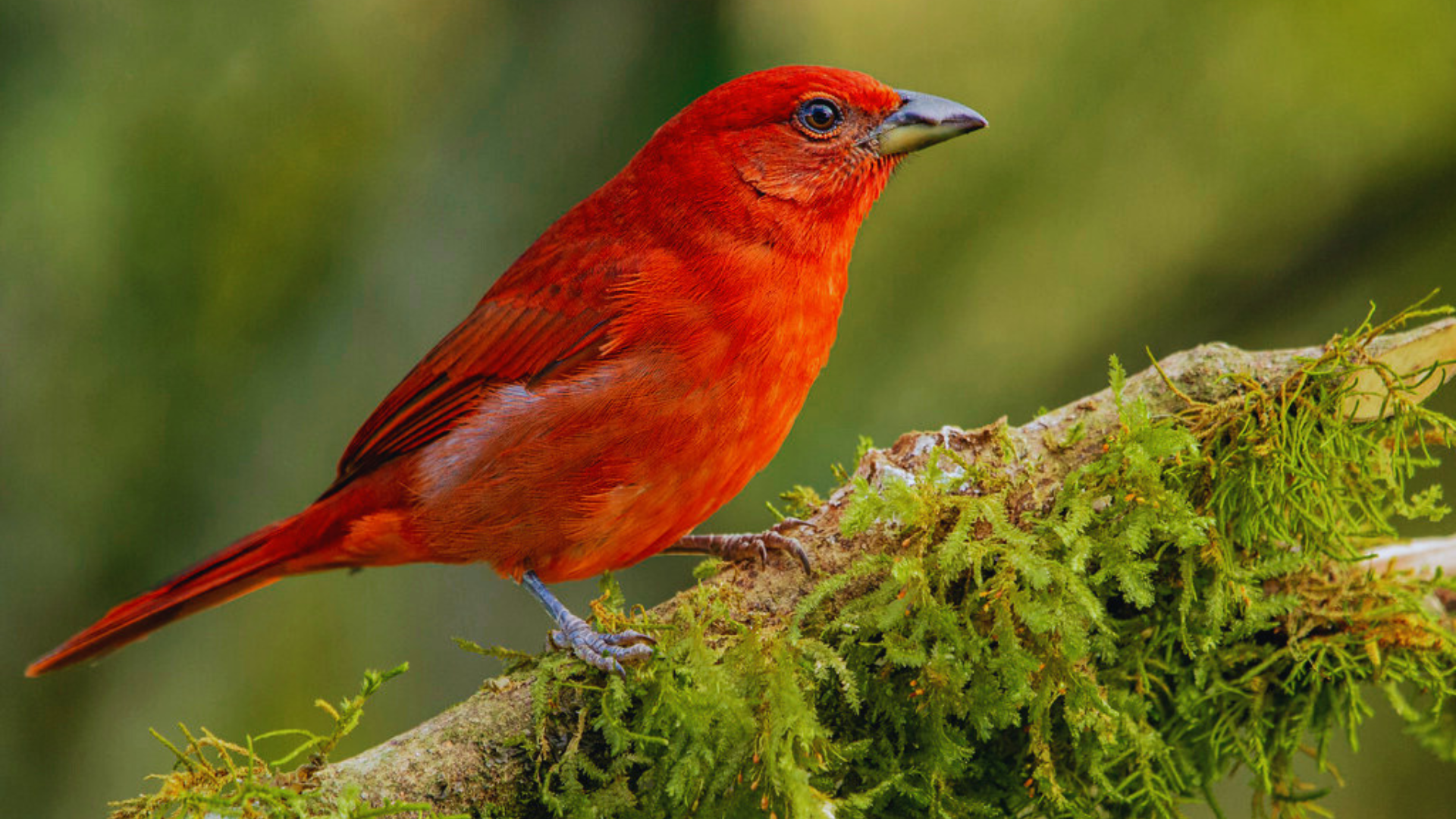 Types Of Finches In Texas