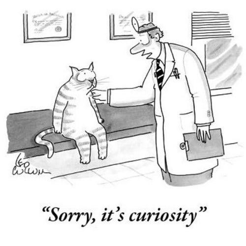 Curiosity Cat Memes 25 Funny Cat Memes That Will Make You LOL