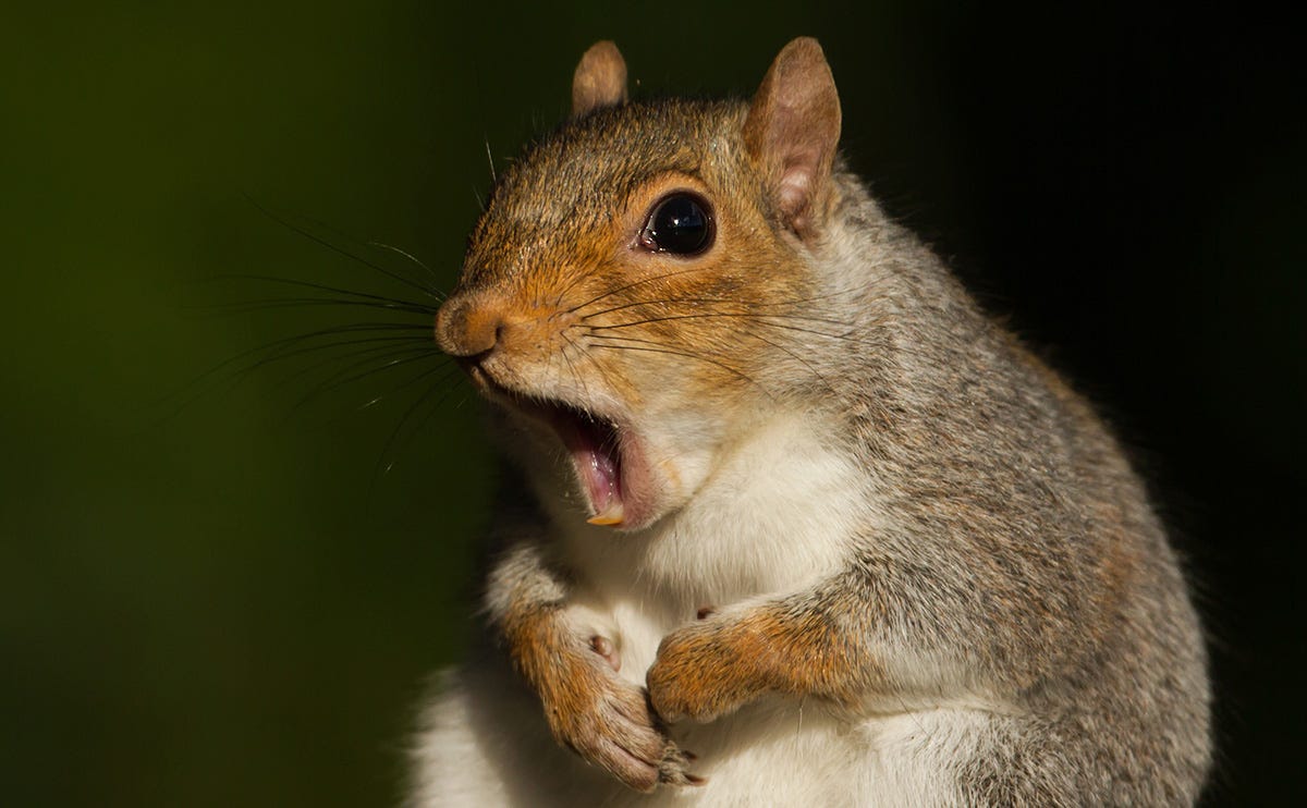 Squirrel Talking To Each Other Squirrel Sounds Like It's Talking To A