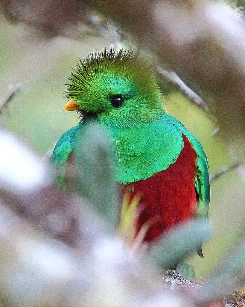 Baby Quetzals