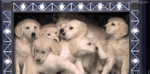 Gif Puppy Scanraithe Cute Scared Puppy GIF Find On GIFER