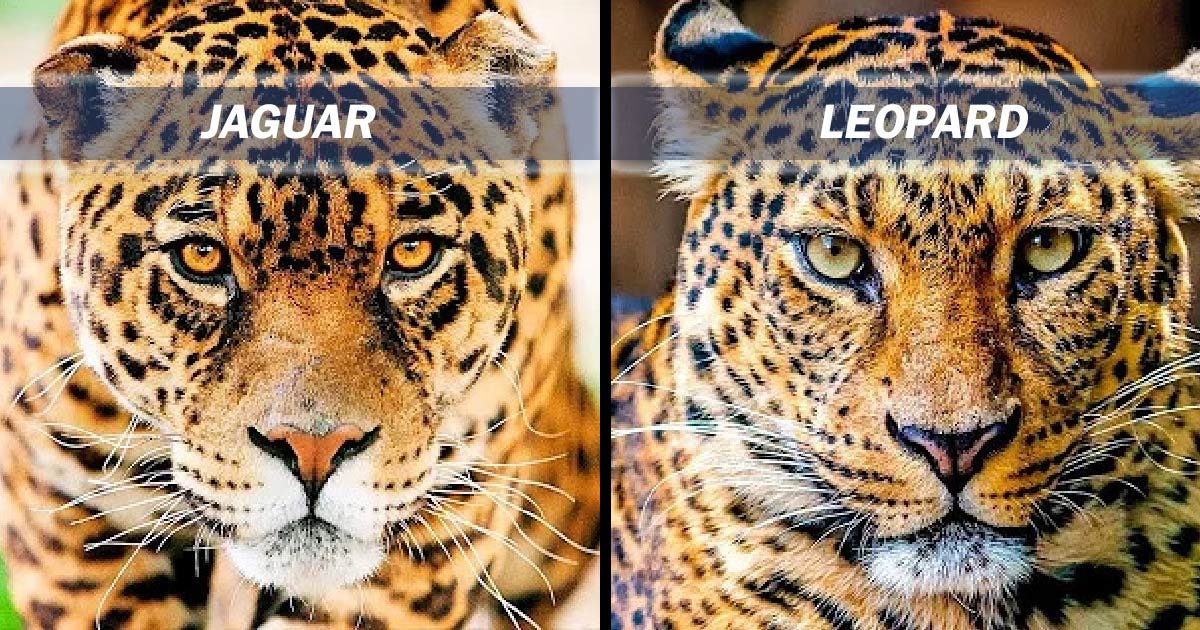 Confused Animal Name