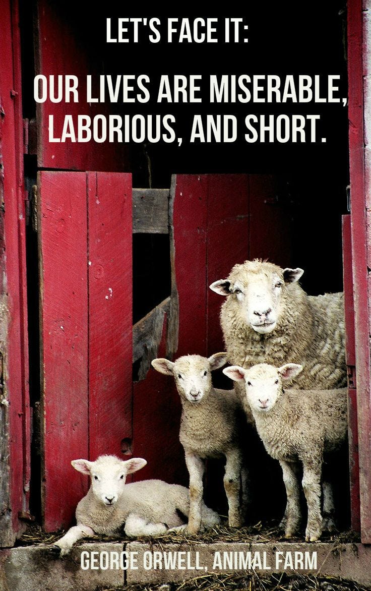 Animal Farm Short Quotes Pin By Miranda Looney On Farm Life / Looney