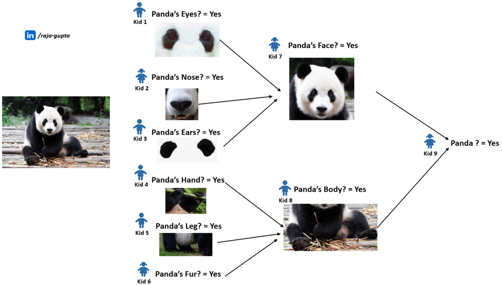 Giant Panda Life Cycle Diagram