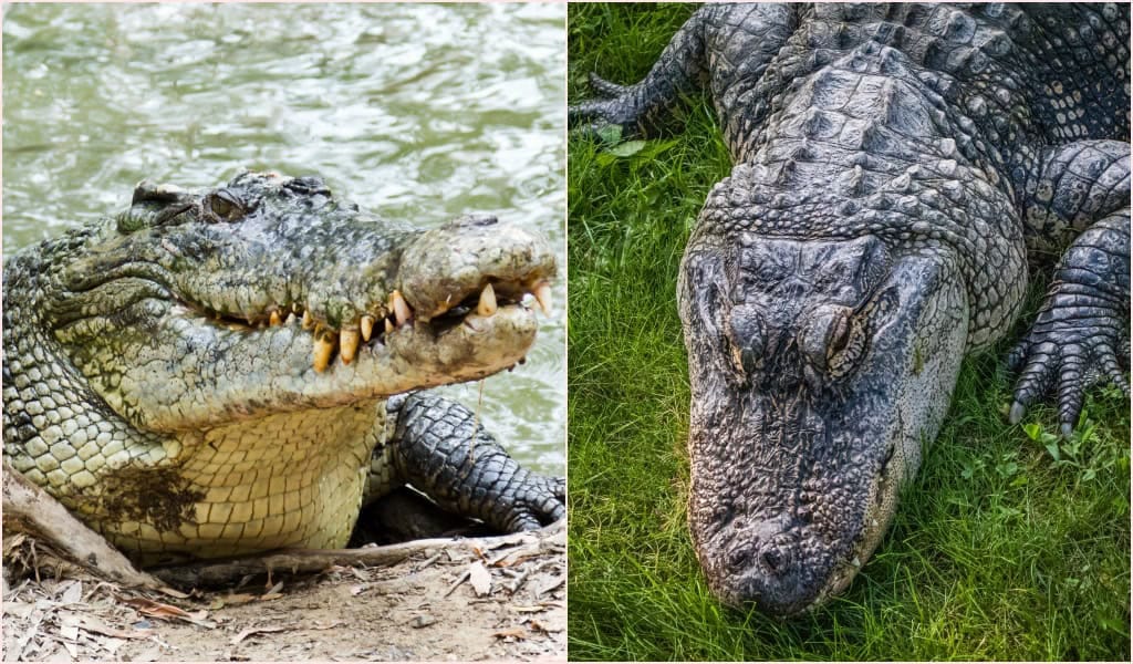 Crocodiles Vs Alligators Fight