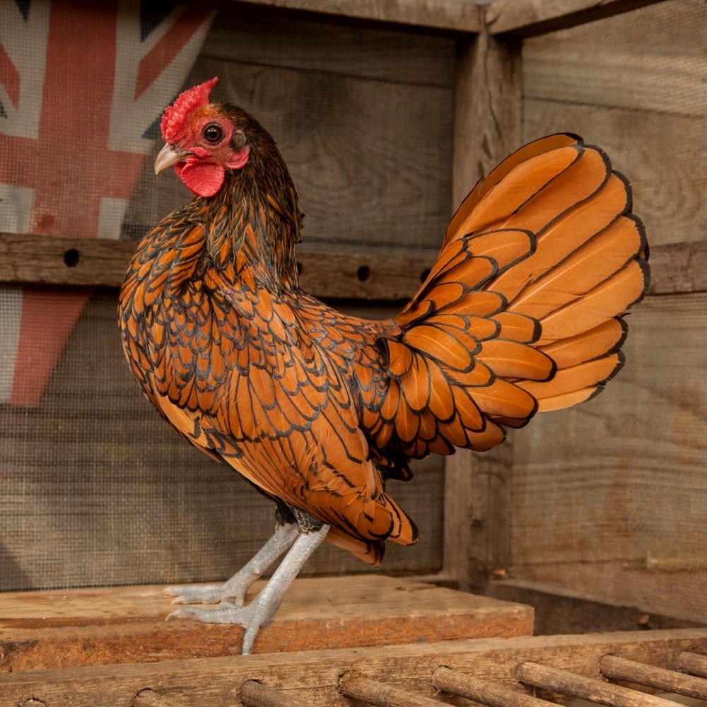 Crazy Looking Chickens