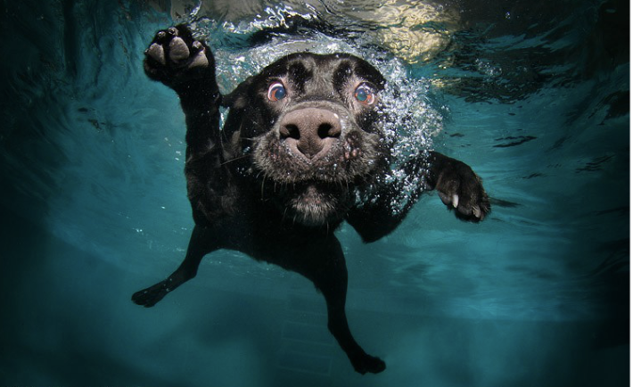 Animales De Perros Que Nadan Bajo El Agua Wallpaper : Animals, Yellow,