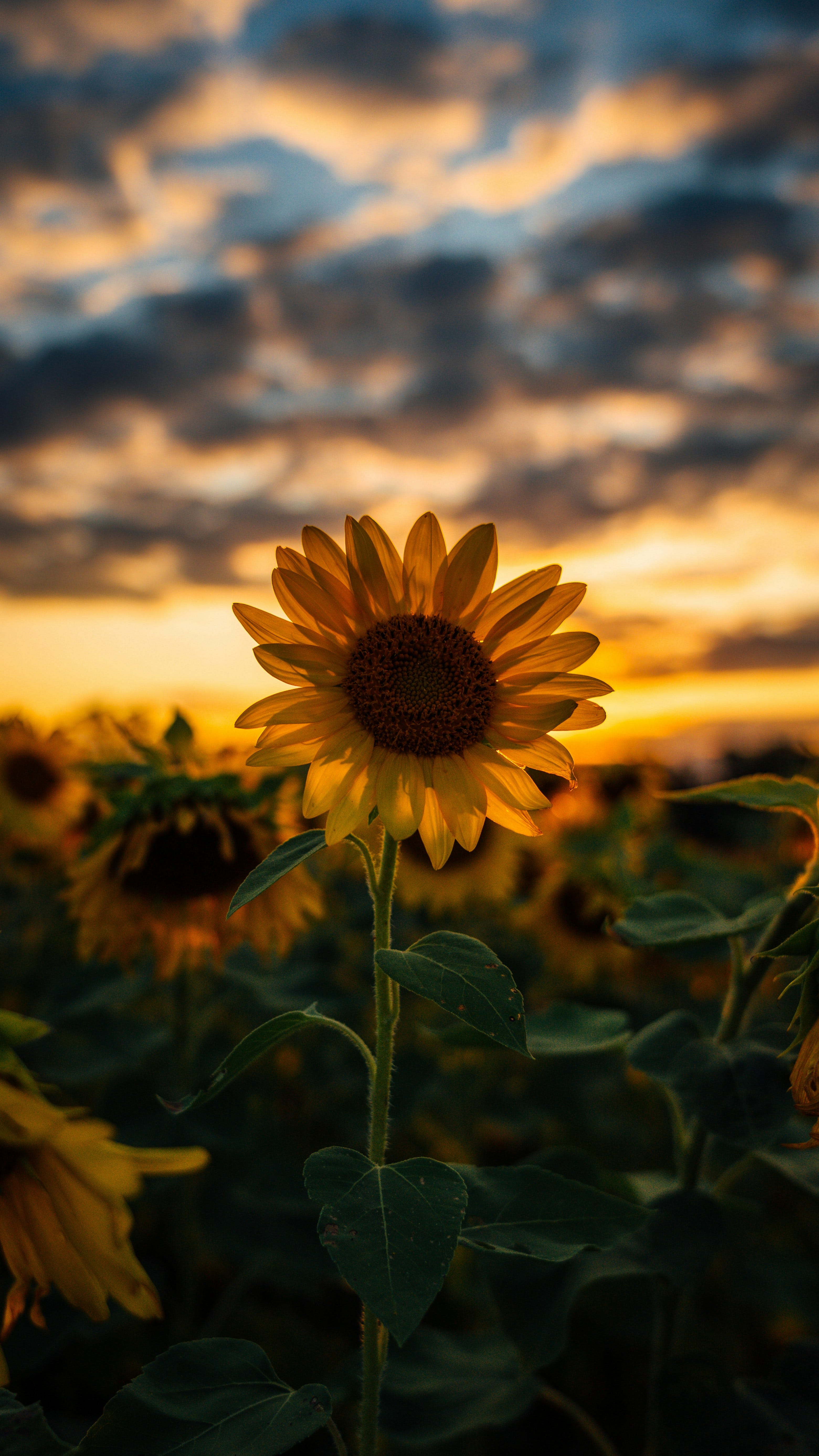 What Is The Story Behind The Sunflower