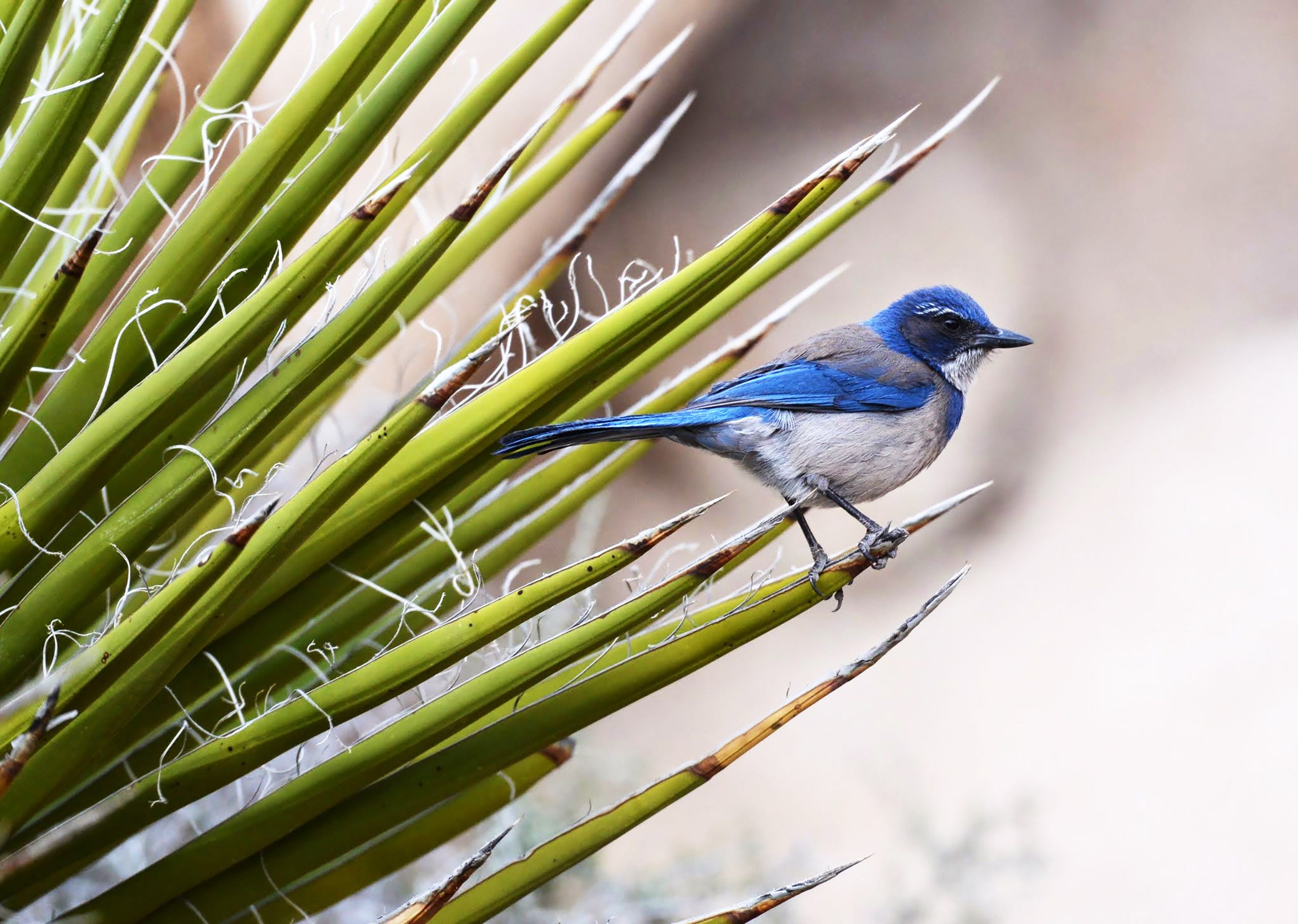 Title: The Secret Life of Scrub Jays: The Grief Rituals of the Avian ...