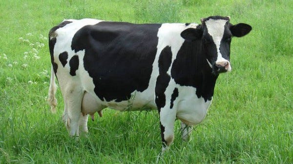 The Fattest Cow In The World