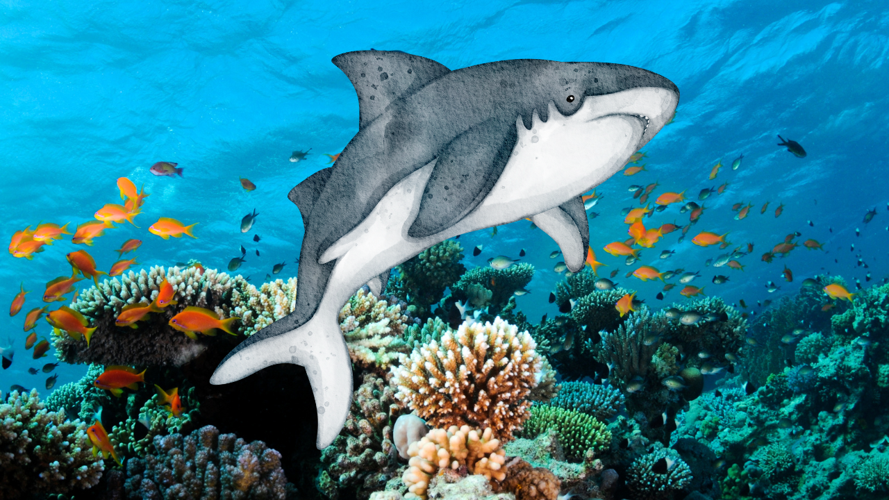 Coral Reef Great White Sharks