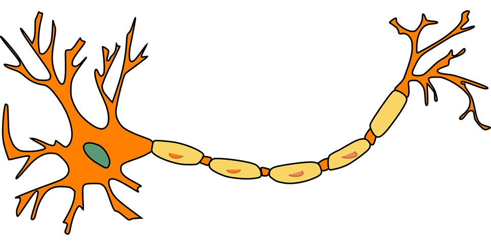 Neuron Histology Unlabeled