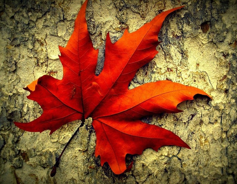Chinar Leaf Logo Flat Illustration Of A Maple Leaf. 24289144 Vector