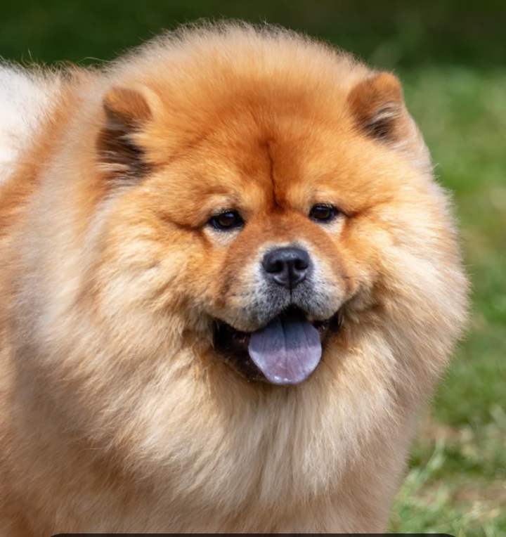 Chow Chow Sizes