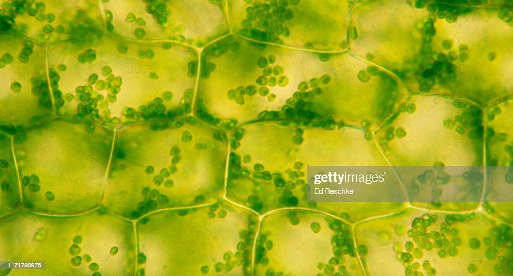 Plantencel Vacuole Microscoop Klas 1: Plantencellen Microscoop (5.3)