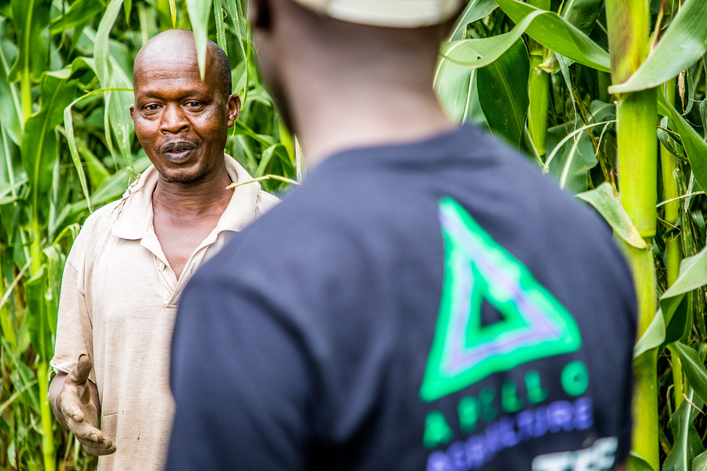 Apollo Agriculture - Anthemis