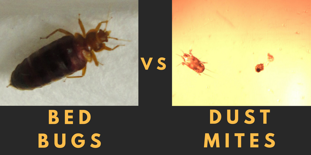Bed Bugs Size Comparison