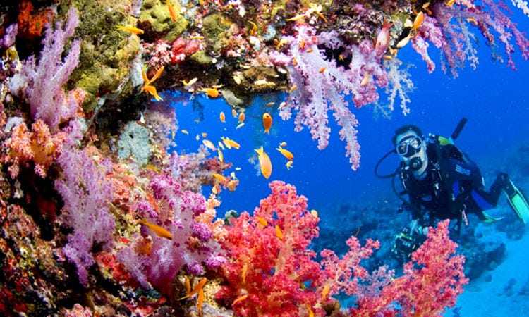 Scuba Diving Coral Reef