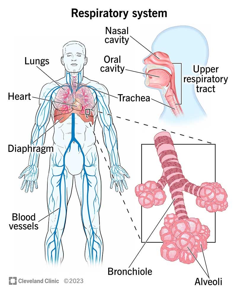 Real Alveoli Size