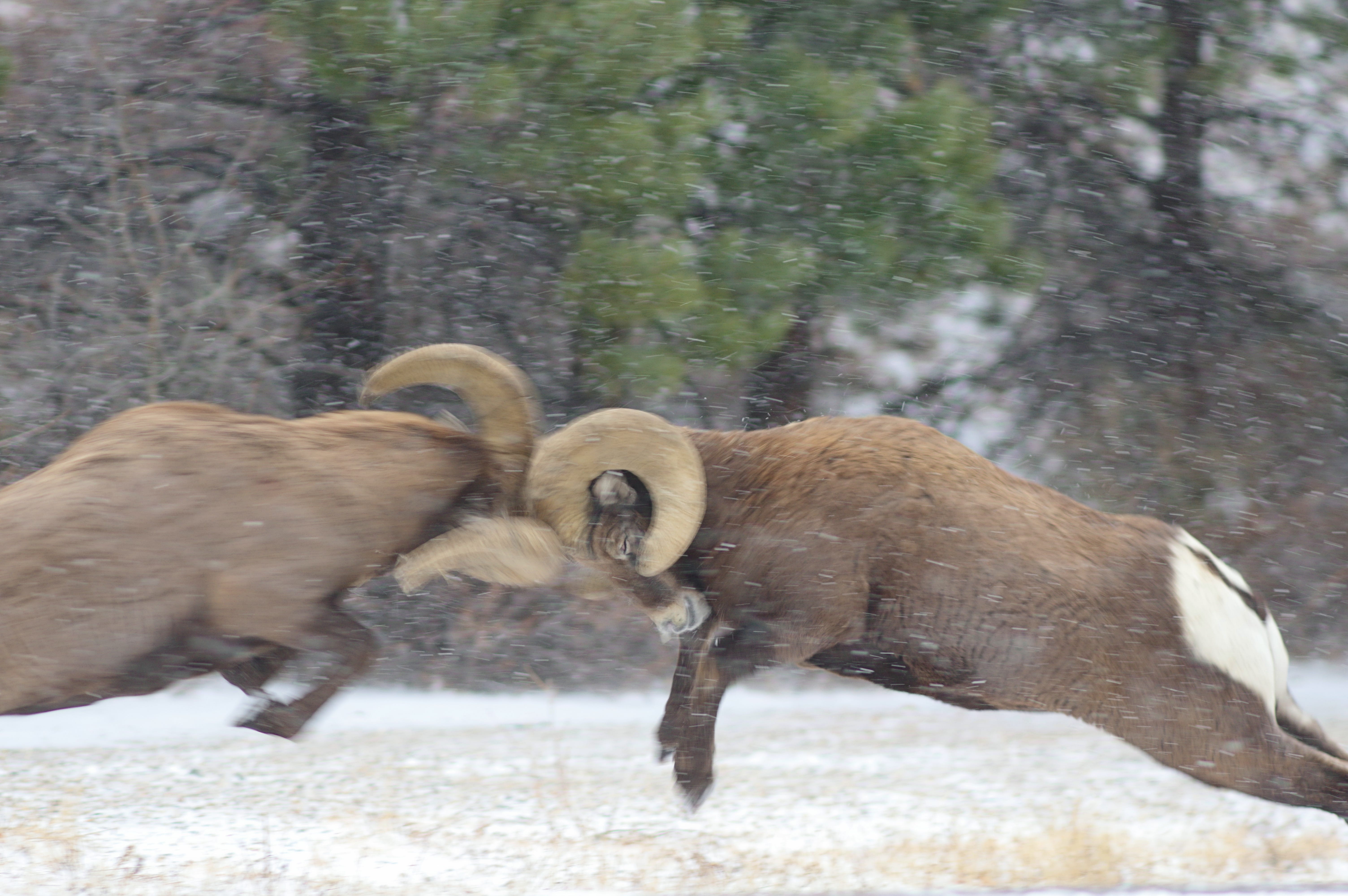 Desert Bighorn Sheep Battle