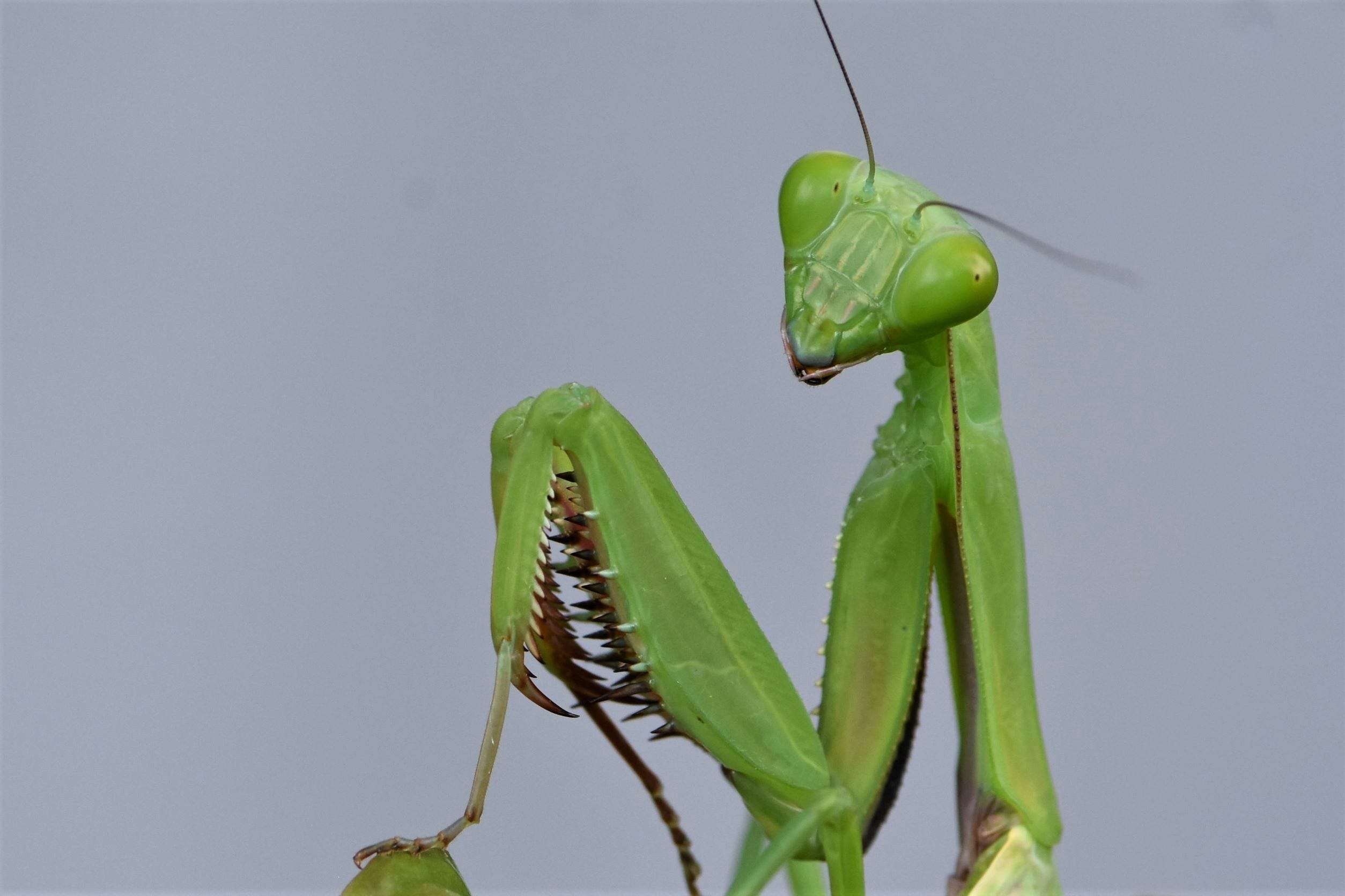 Praying Mantis Eye Anatomy