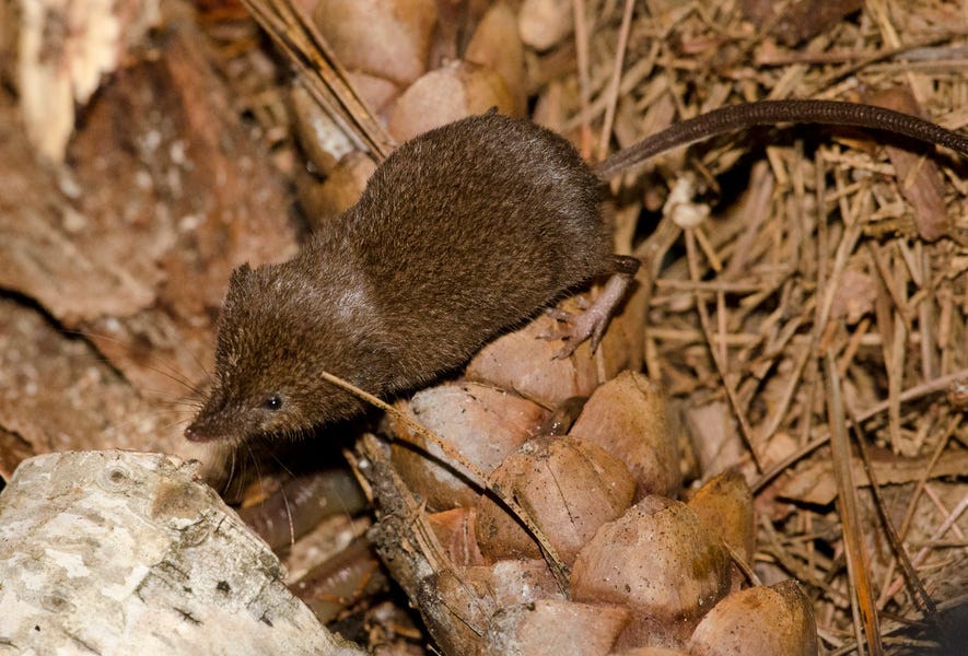 Least Shrew