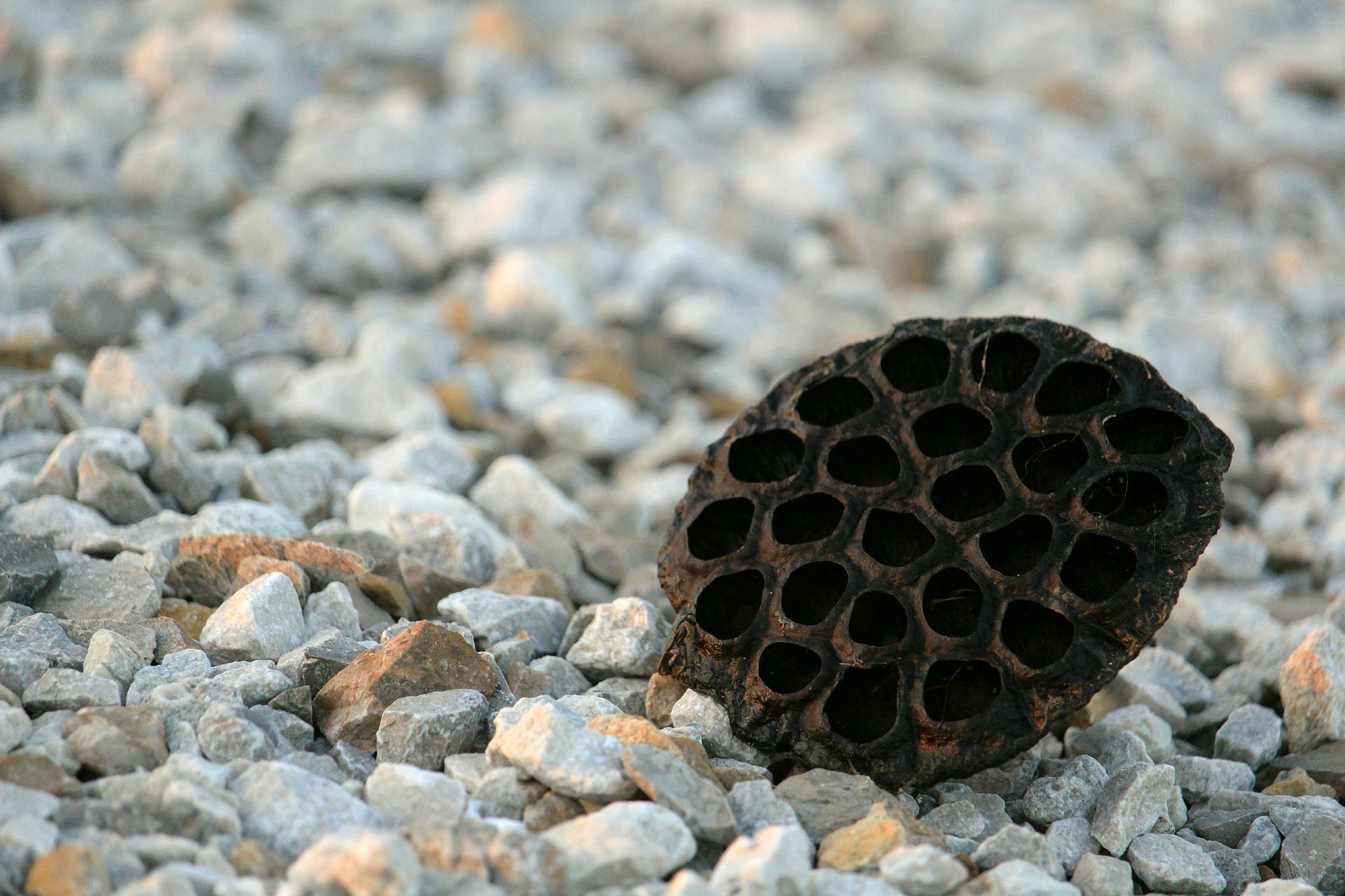 Trypophobia Crumpets
