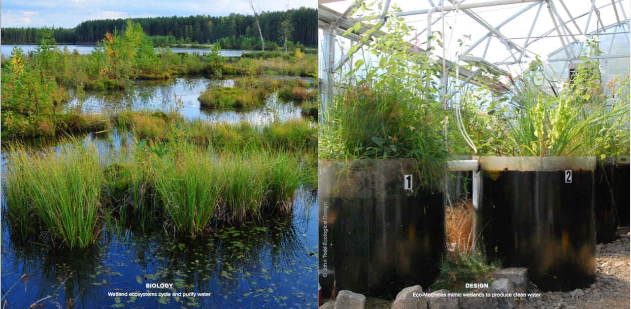 Marsh Ecosystem