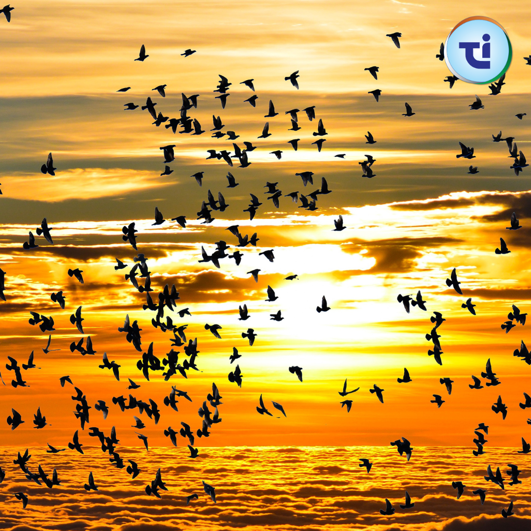 Benefits of Migratory Birds: Surprising Ecological and Economic Gains ...