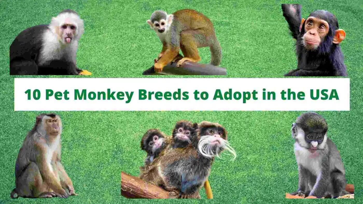 Species Of Monkeys And Apes
