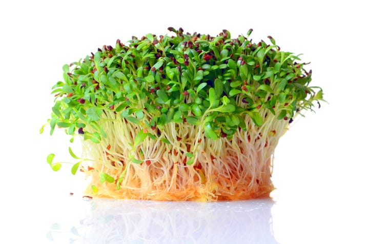 Annual Alfalfa Alfalfa Checkoff Funded Study Shows First Year