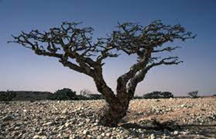 Frankincense Tree