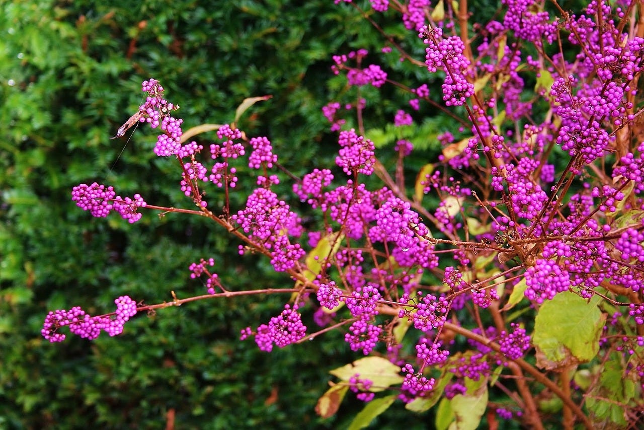 Beautyberry Bush Pruning When And How To Prune Beautyberry Shrubs