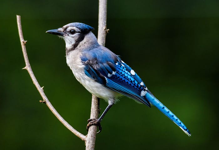 Blue Jay Bird Pictures