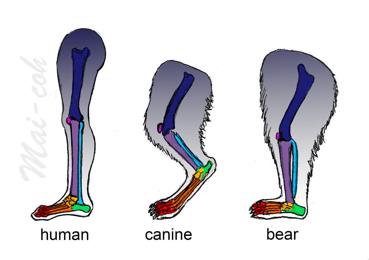 Dog Leg Bone Anatomy Dog Anatomy: Legs #ackmod #museum #dogsoftiktok
