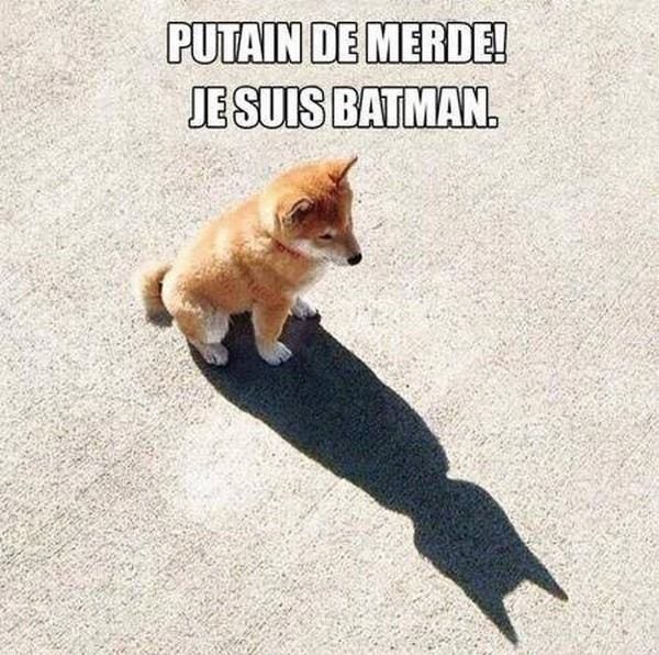 Memes Chien Blague