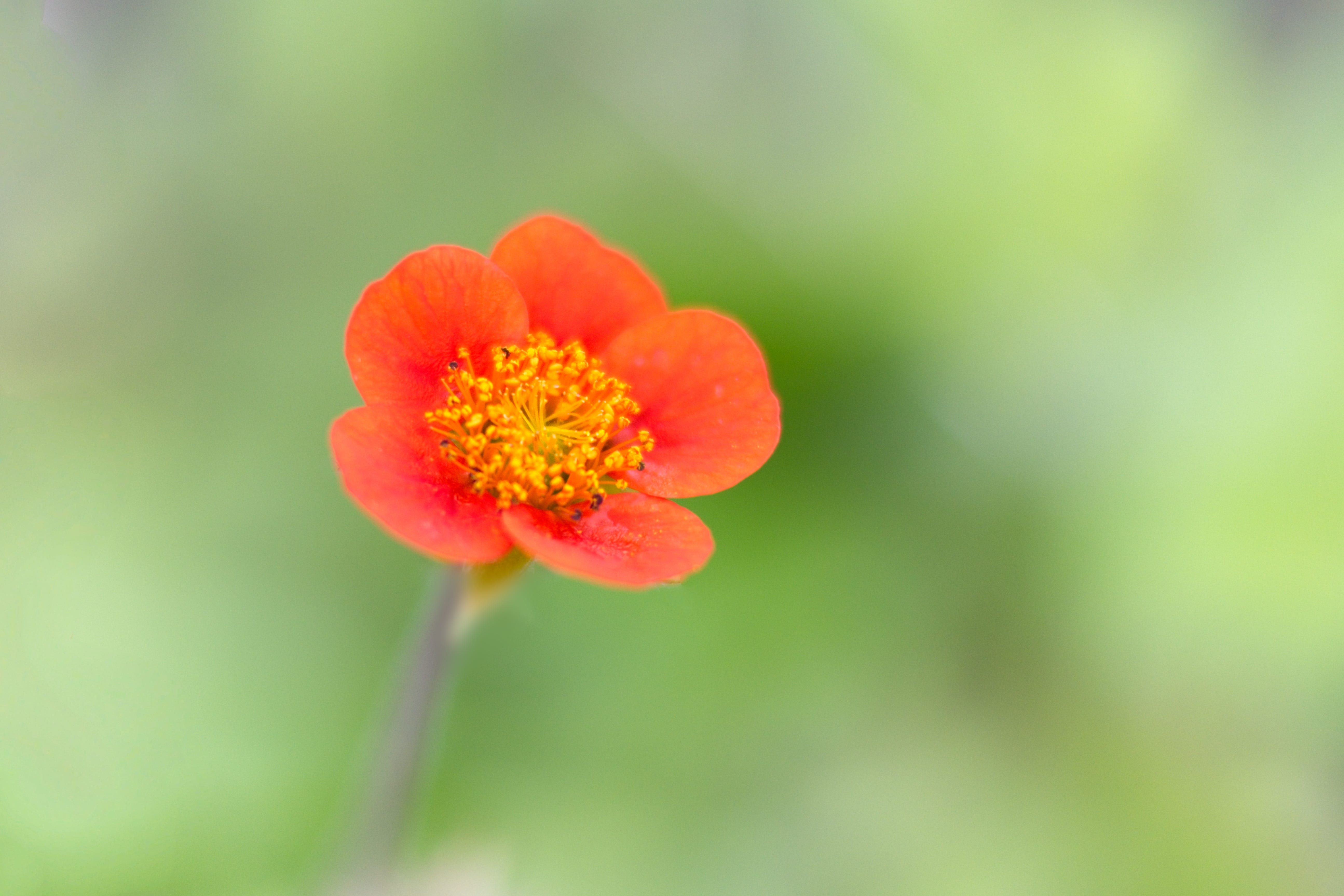 Focal Point Photography Flowers Focal Point Florals