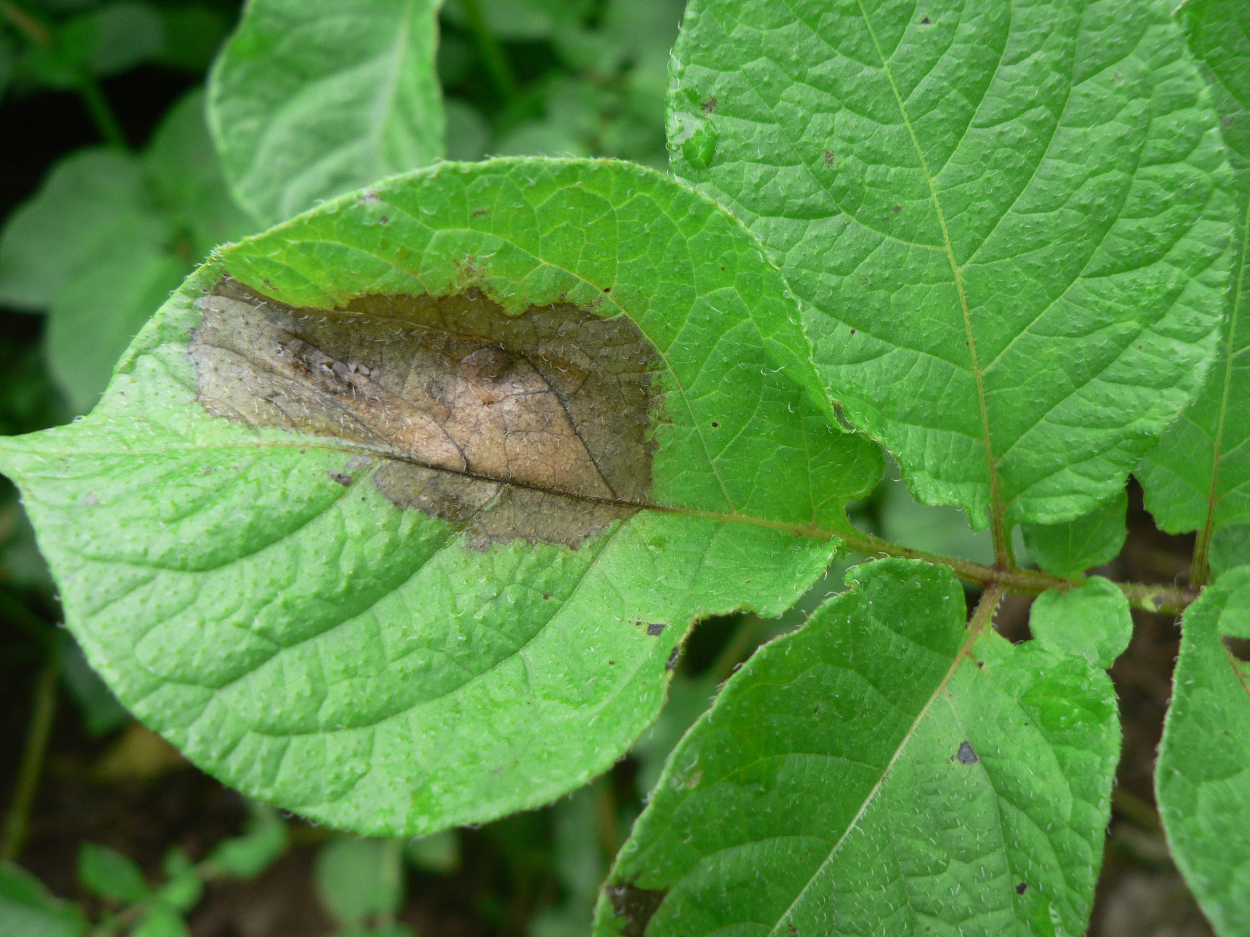 Hongo En Una Planta De Papa
