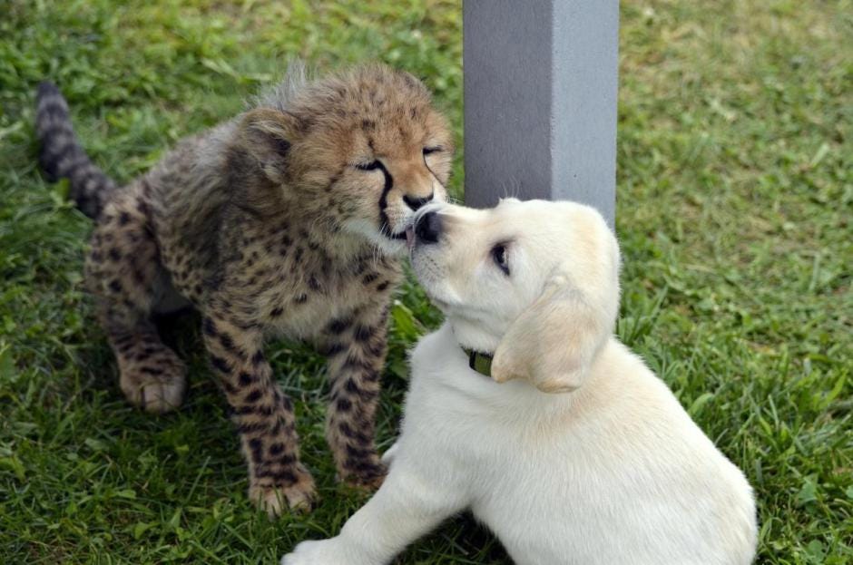 Cute Animals Helping Each Other