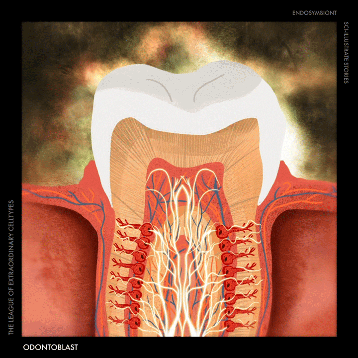 Dental Pulp Anatomy Acute Dental Pain I: Pulpal And Dentinal Pain