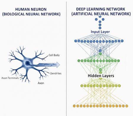 Biological Neural Network Diagram