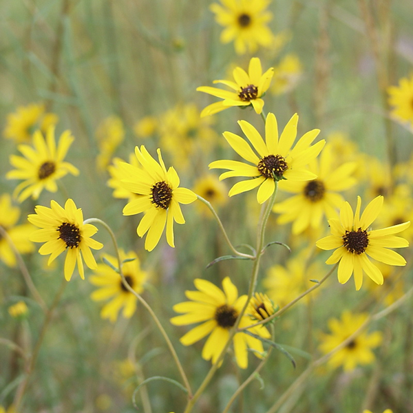 Harsh Climate Plants