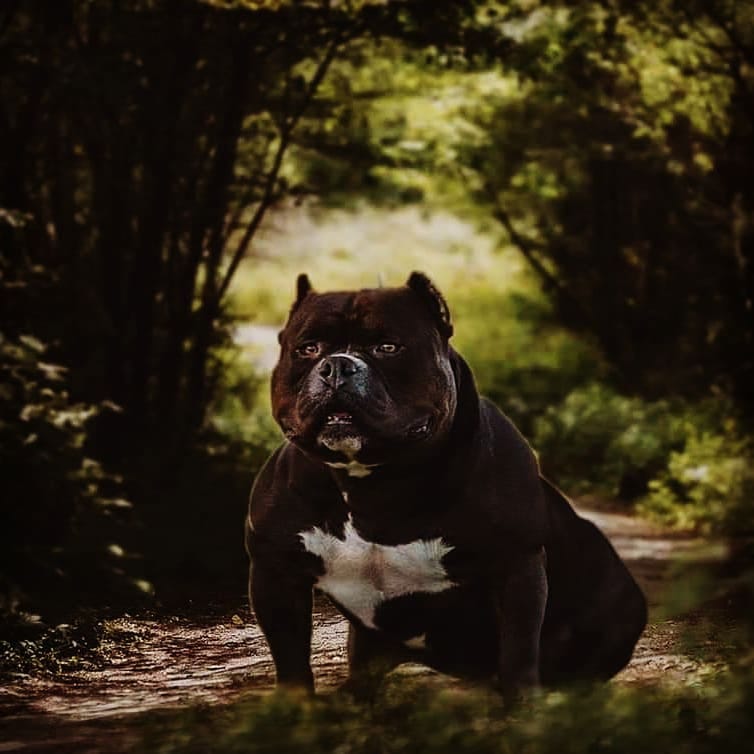 Pitbull Gotti Razor Edge