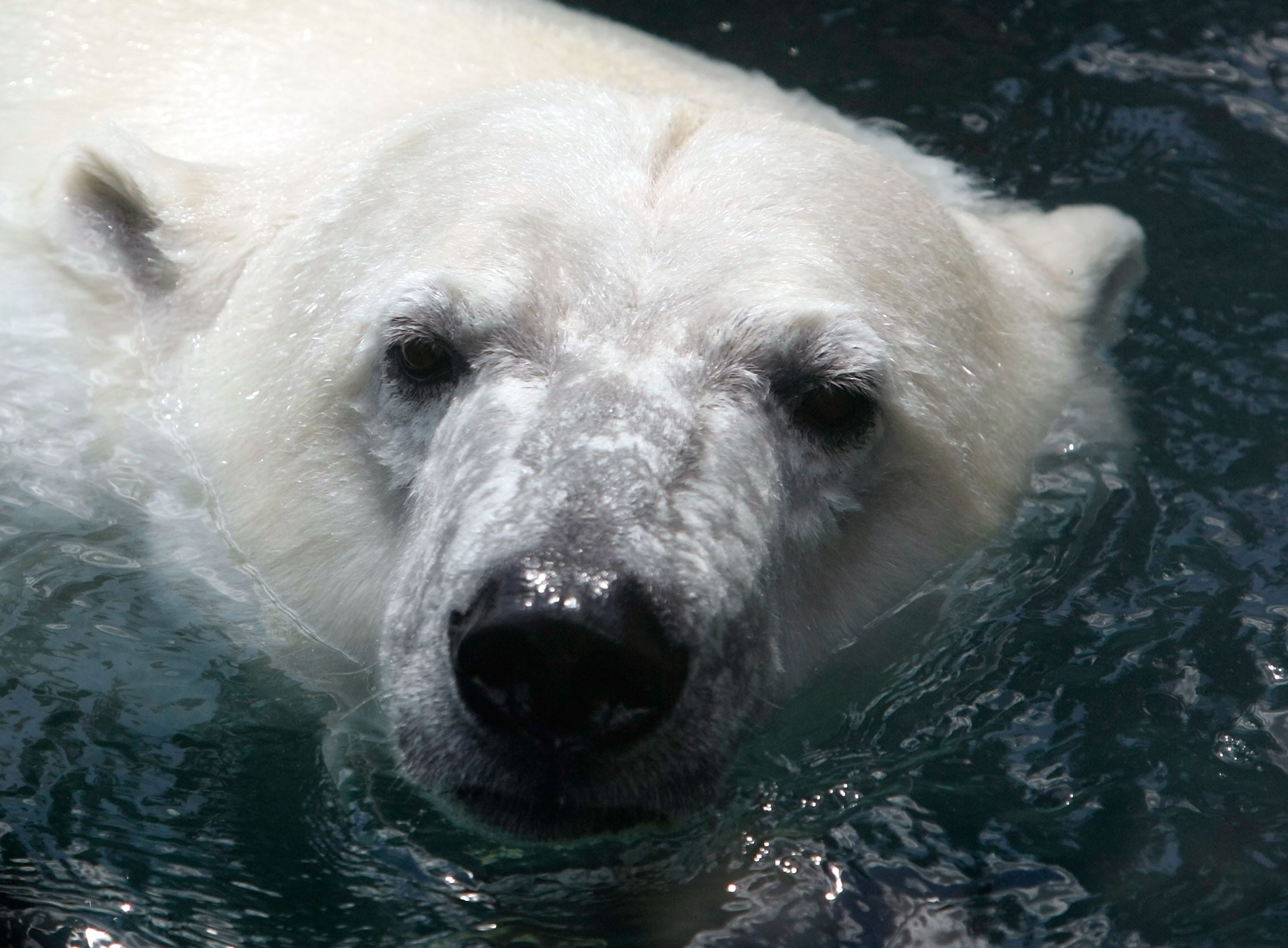 How Do Polar Bears Fish